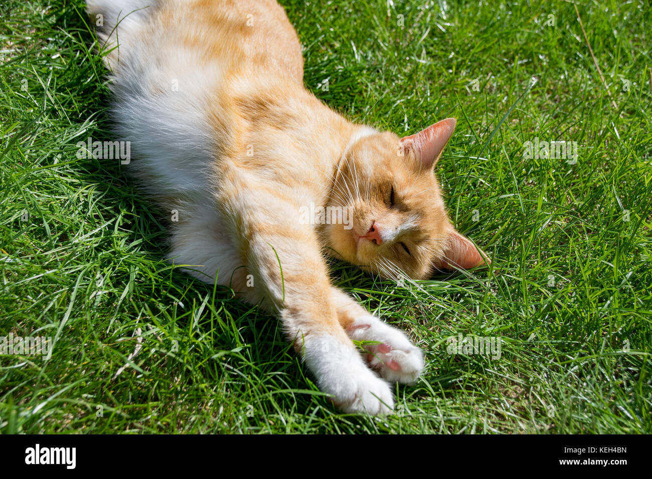 Domestic ginger tom cat stretching out on grass lawn in summer Stock ...