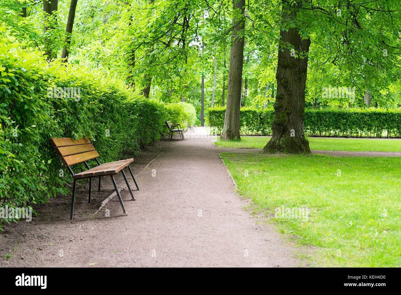 wooden bench in the Park near the bushes and trees on a summer day ...