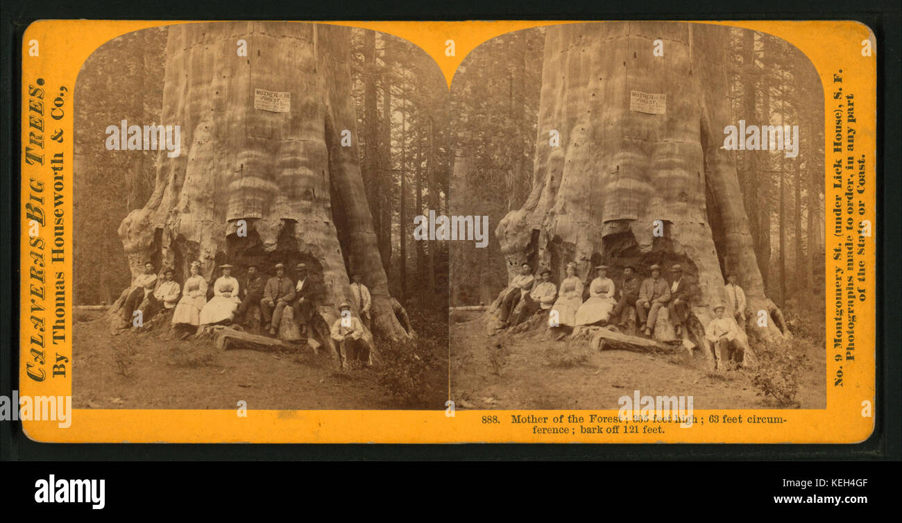 Mother of the Forest ; 305 feet high ; 63 feet circumference ; bark off ...