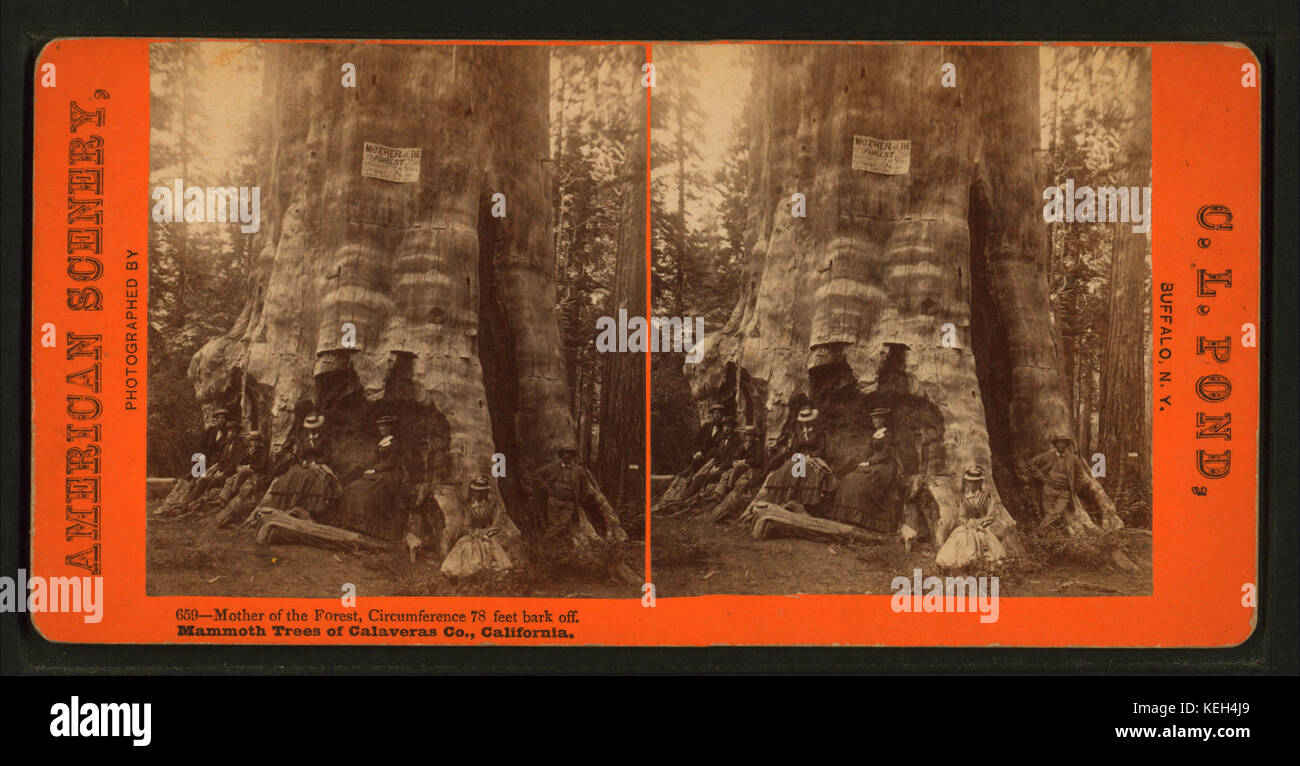 Mother of the Forest, Circumference 78 feet bark off. Mammoth Trees of ...