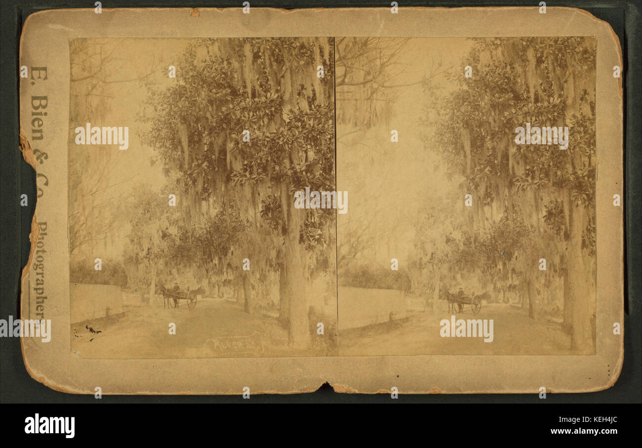 Moss covered tree, Palatka, Florida, from Robert N. Dennis collection ...