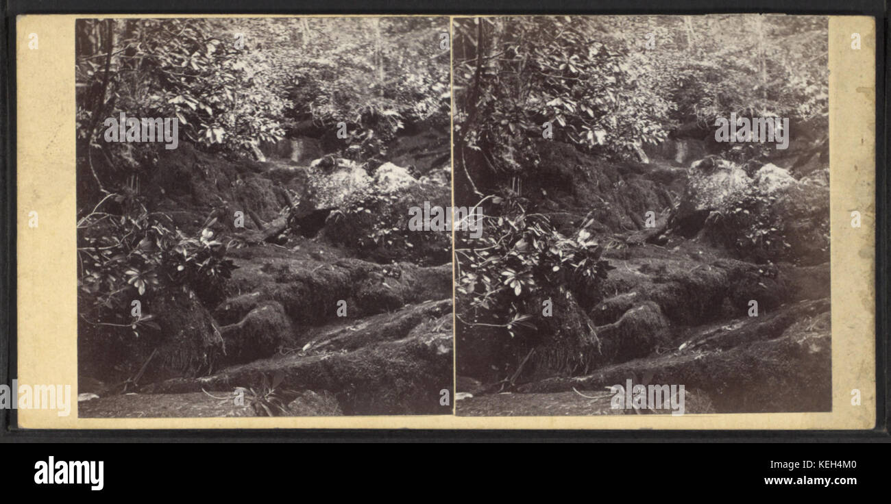 Mossy dell, vicinity of Delaware Water Gap, Pennsylvania, by Moran ...