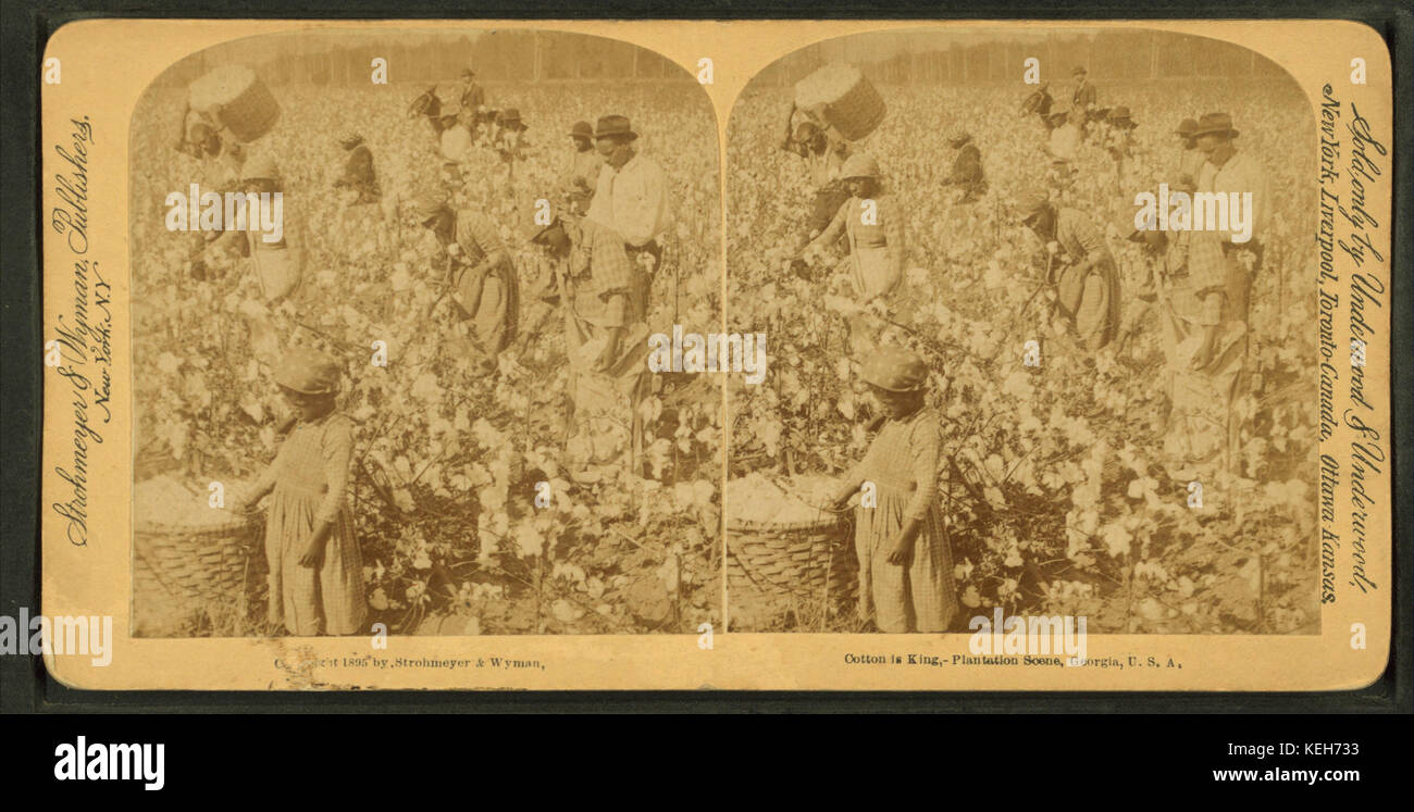 This photograph, titled 'Cotton is King,' depicts a plantation scene in ...