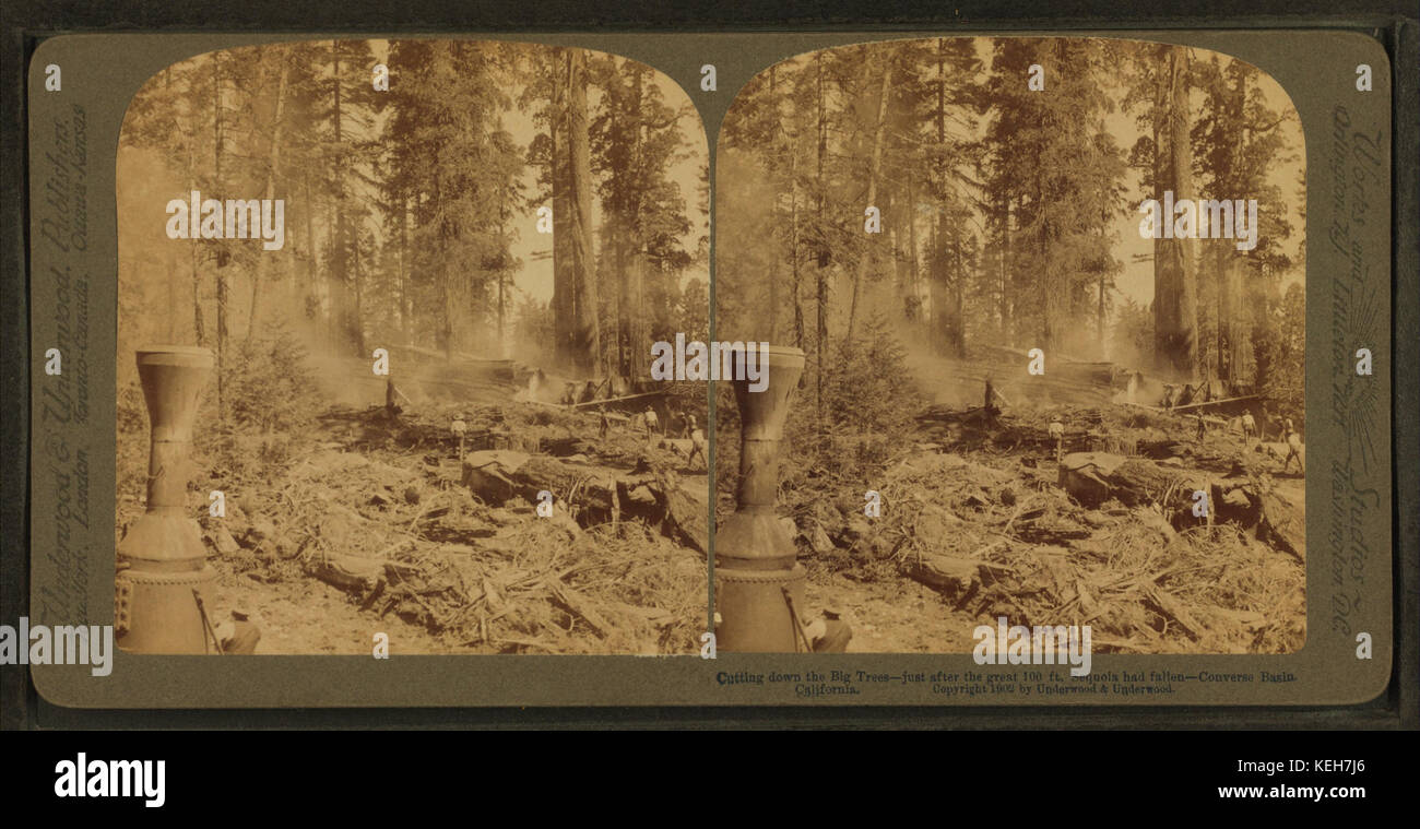 Cutting down the Big Tree just after the great 100 ft. Sequoia had ...