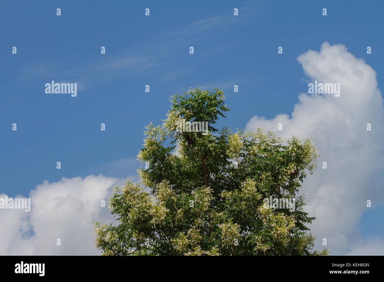 Indian cork tree hi-res stock photography and images - Alamy