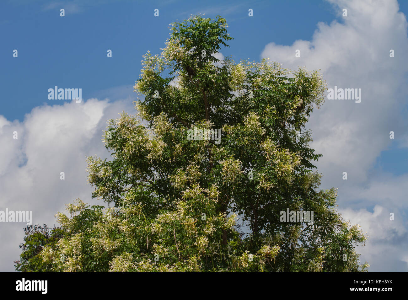 Cork Tree or Indian Cork flower on blue sky background (Millingtonia ...