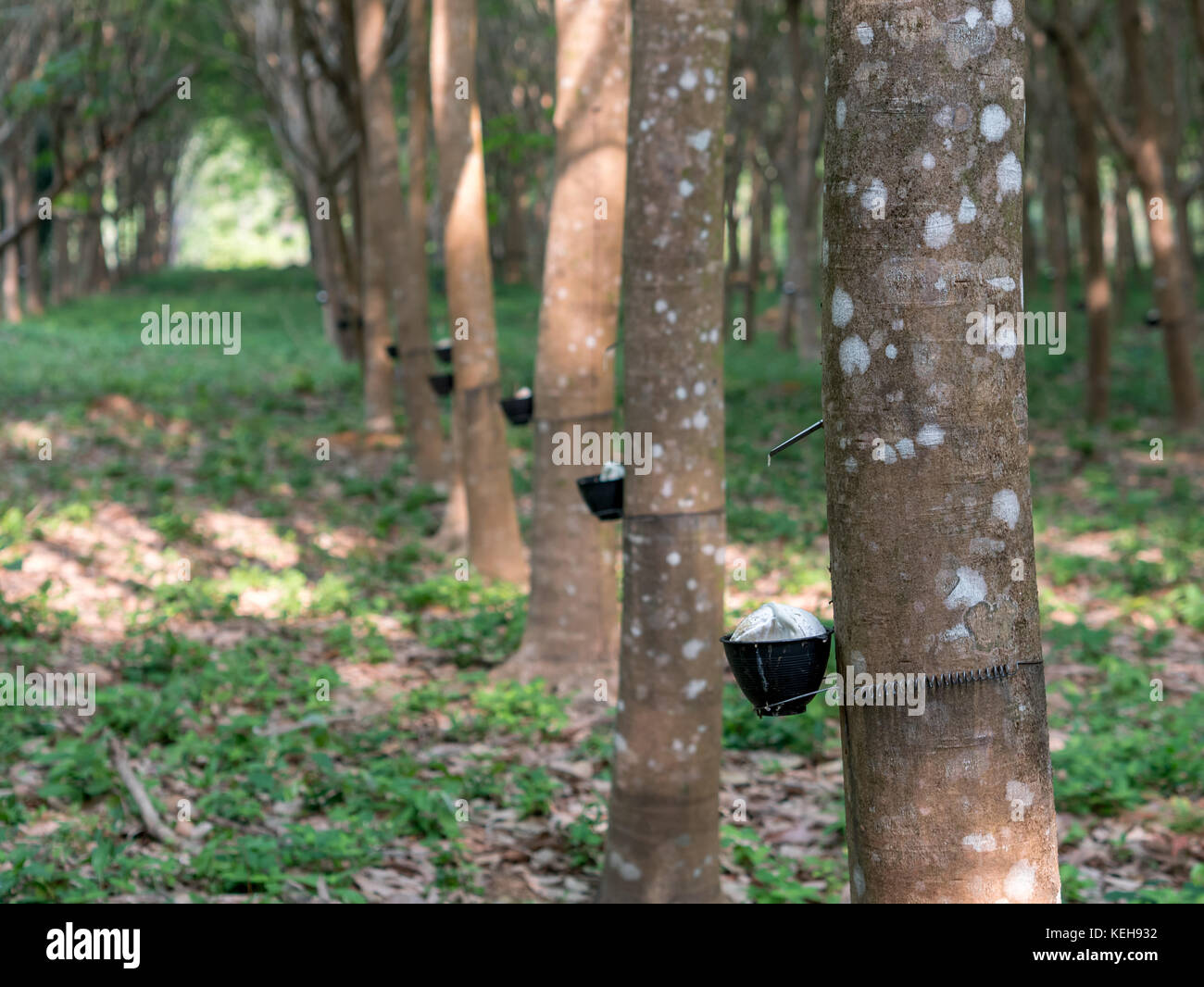 Milky white sap hi-res stock photography and images - Alamy