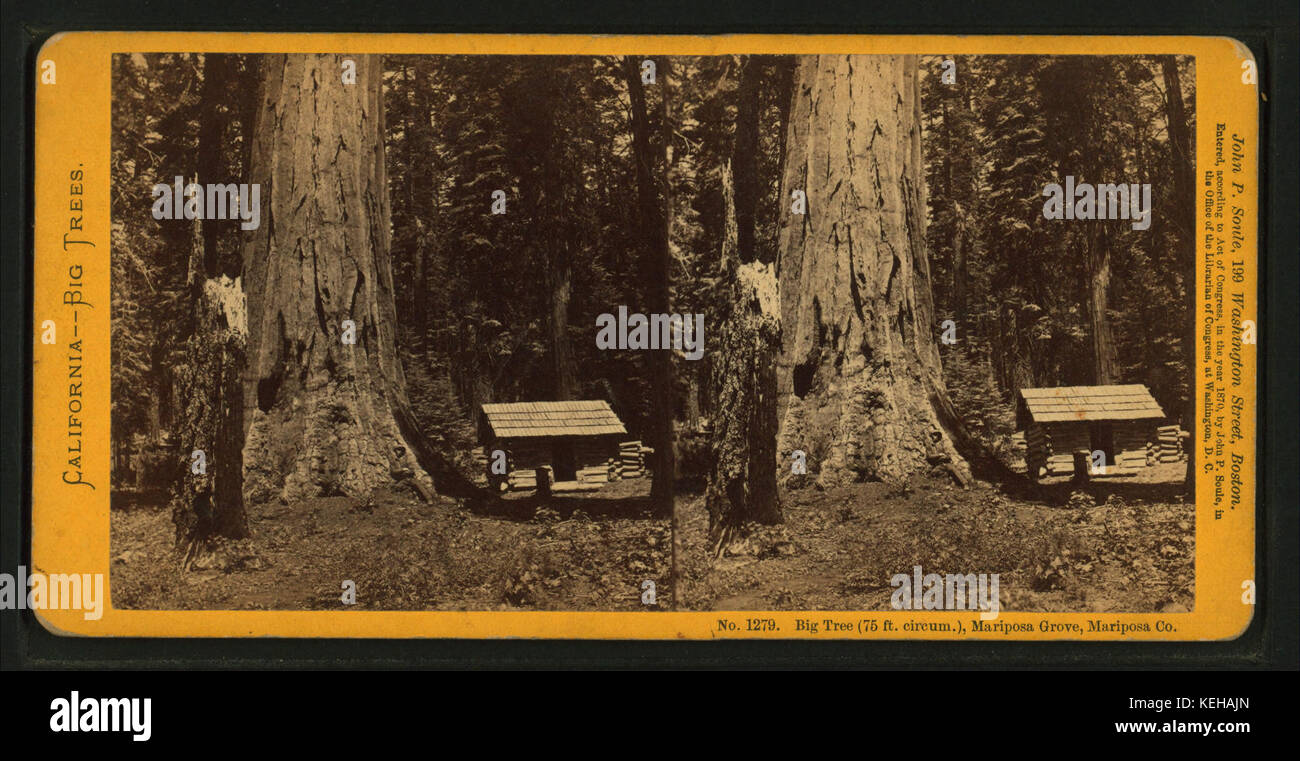 The Big Tree in Mariposa Grove, with a circumference of 75 feet, is a ...