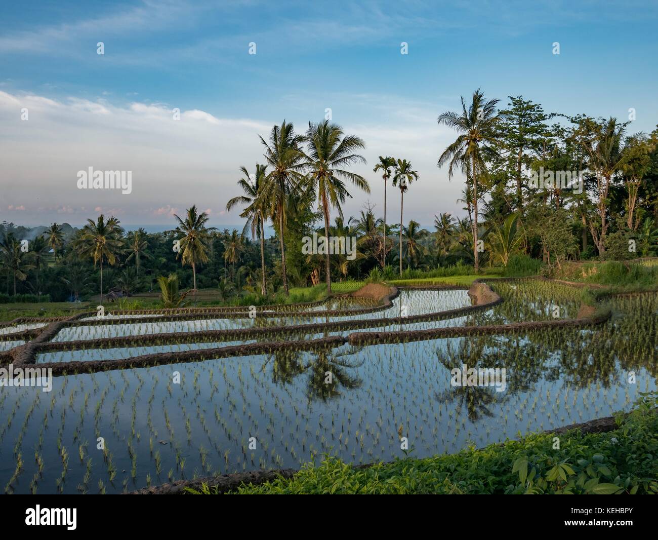 Rice fields near Senaru and Rinjani,Lombok island, Indonesia, Asia ...