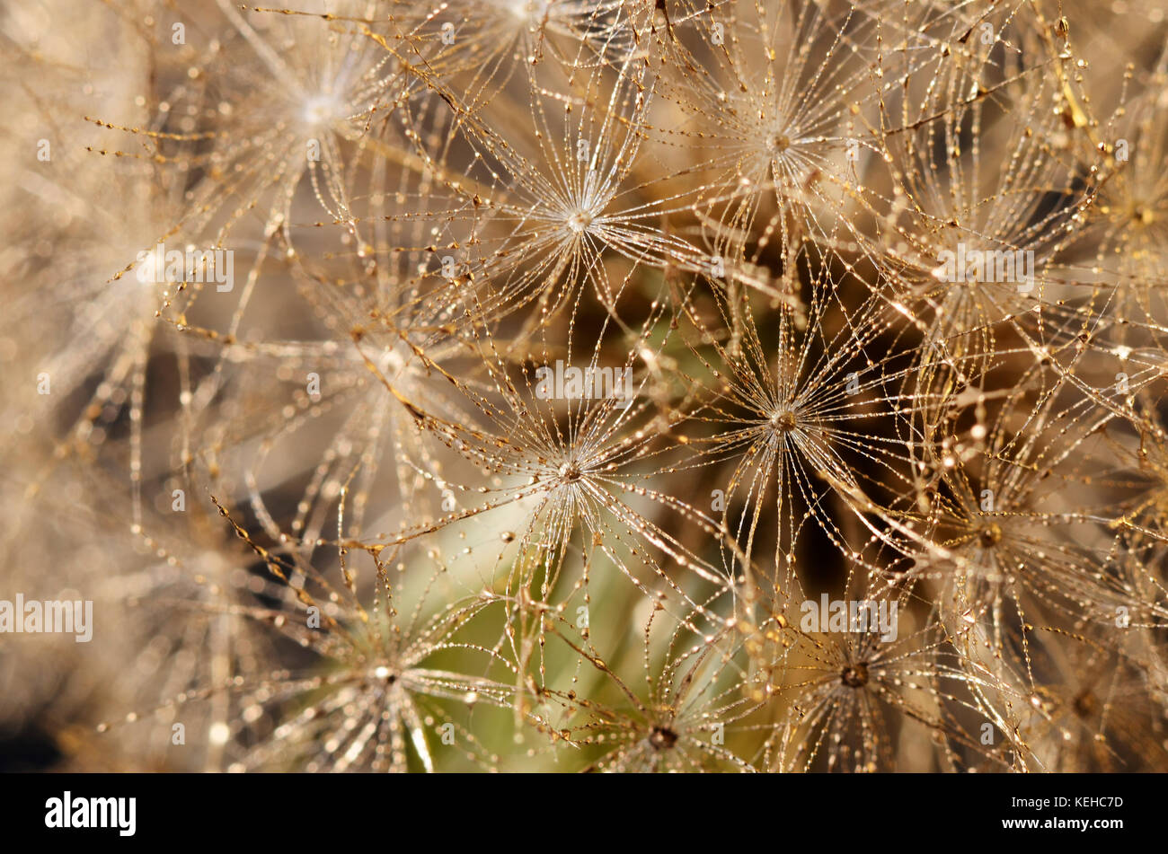 Christmas background : gold dandelion seeds flower on black Stock Photo ...