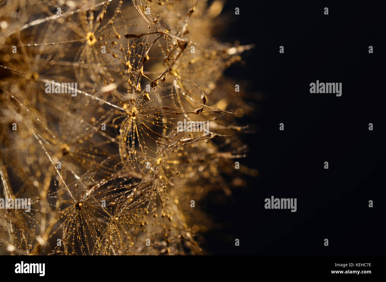 Christmas background : gold dandelion seeds flower on black Stock Photo ...