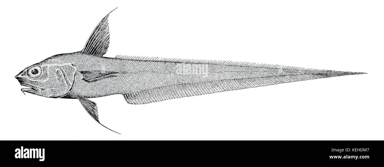 Coryphaenoides hi-res stock photography and images - Alamy