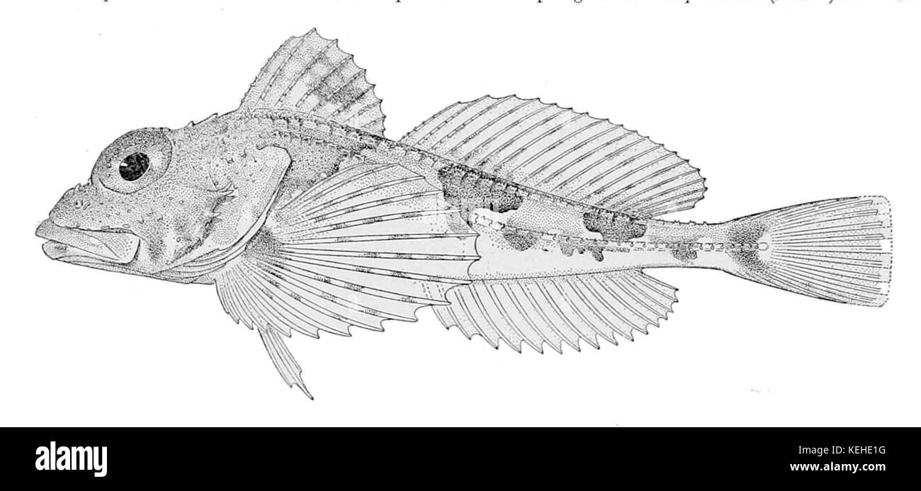 Icelus hi-res stock photography and images - Alamy