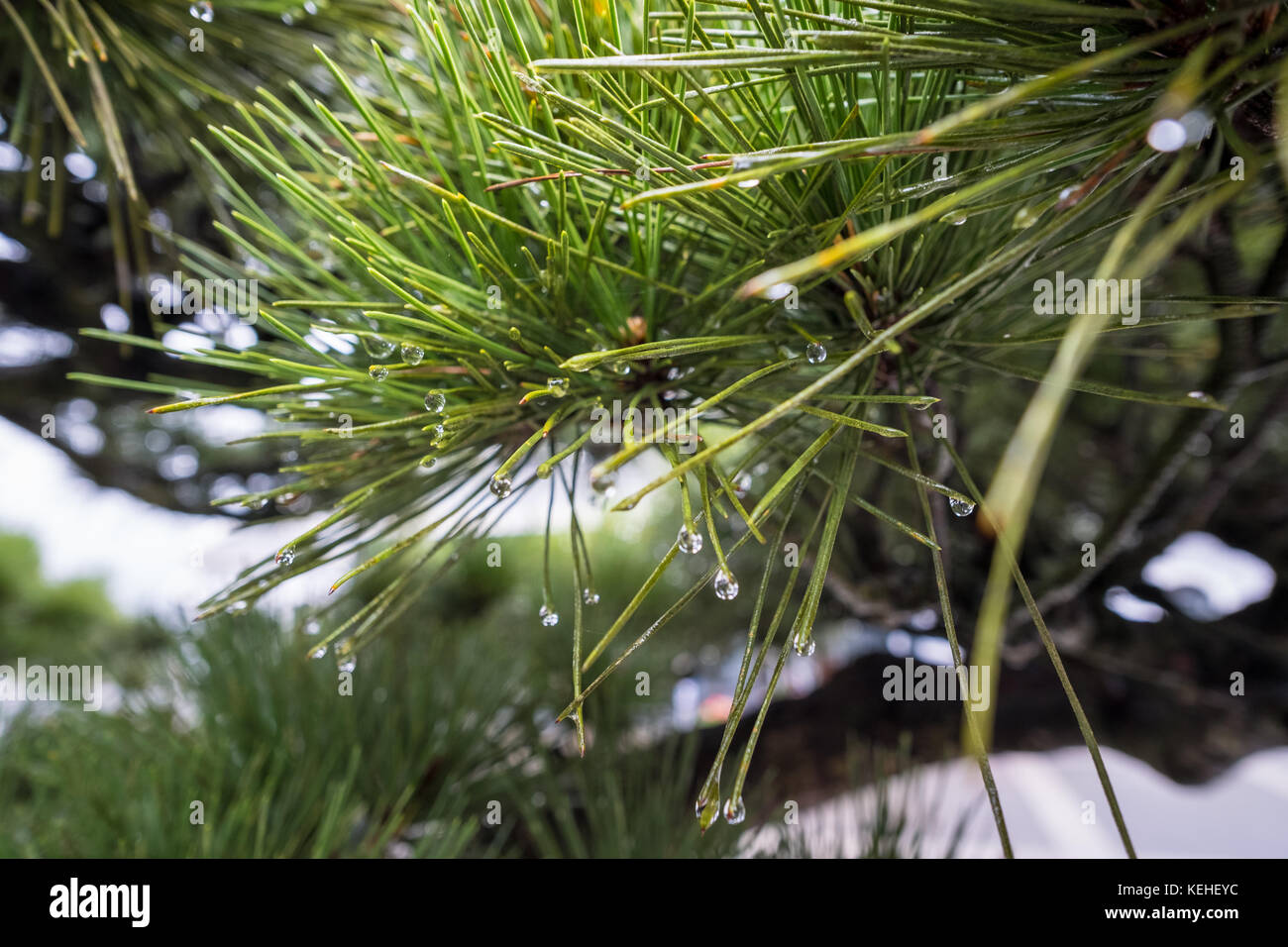 Pinophyta hi-res stock photography and images - Alamy