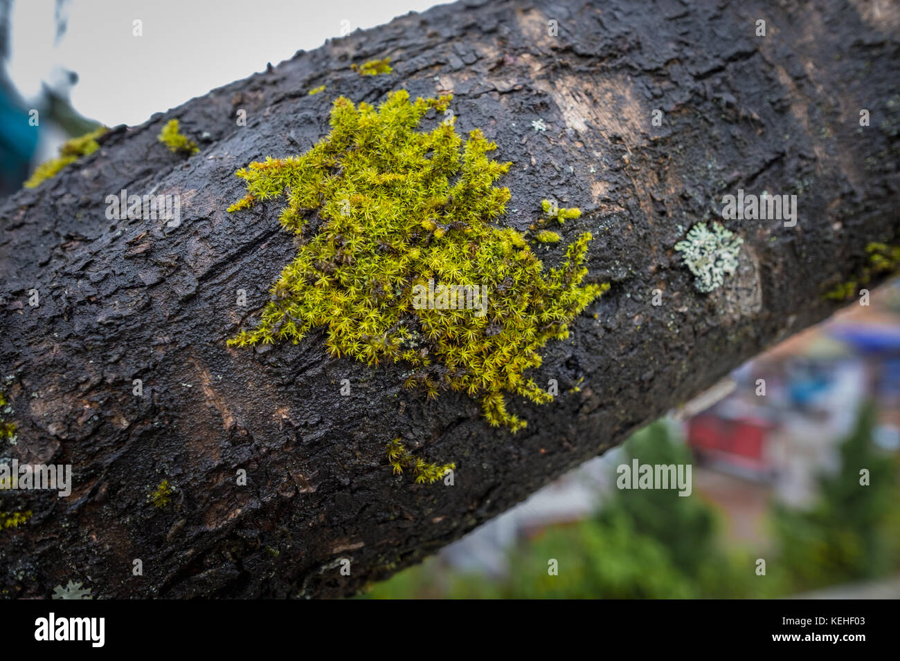 Moss Covered Stick High Resolution Stock Photography and Images - Alamy