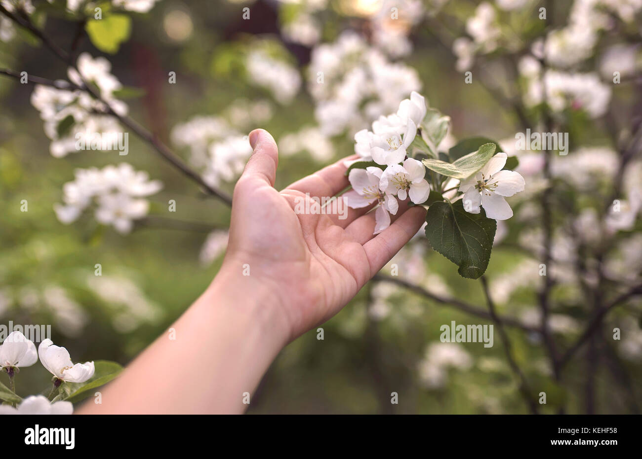 Hand holding branch hi-res stock photography and images - Alamy