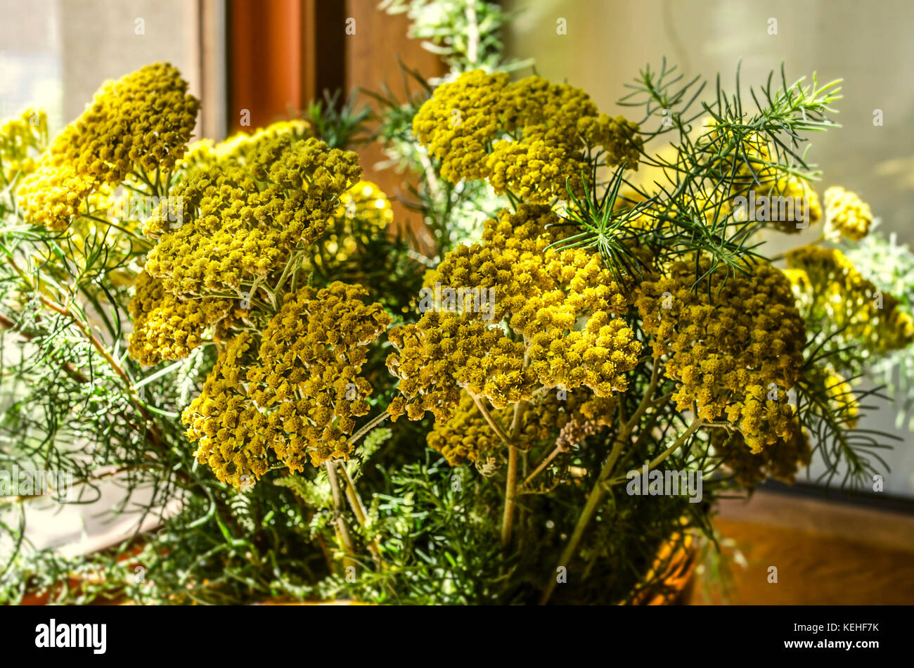 Bouquet of yellow wild flowers of the yarrow on the windowsill Stock ...