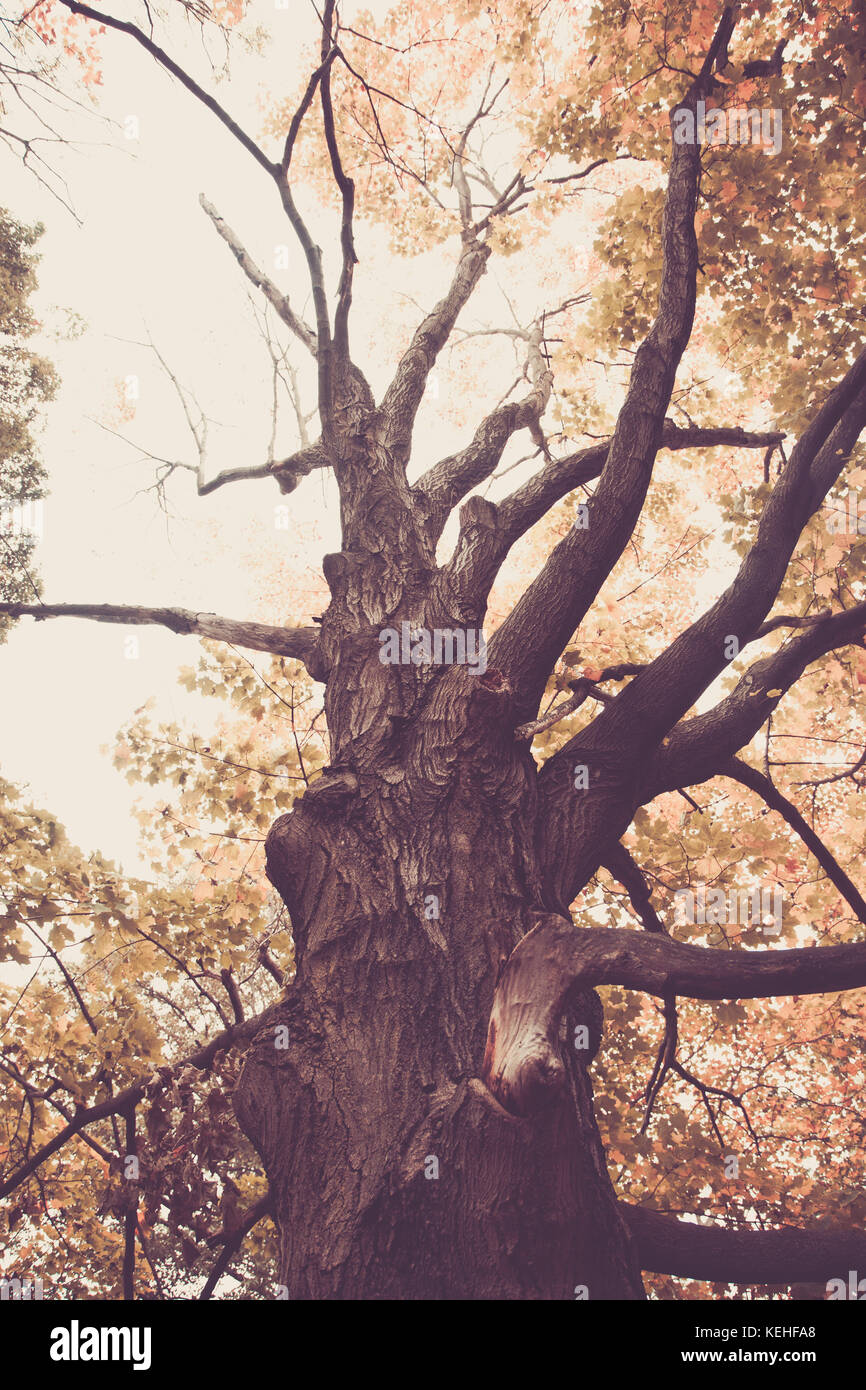 A view looking up at an old oak tree in a pre-Revolutionary War ...