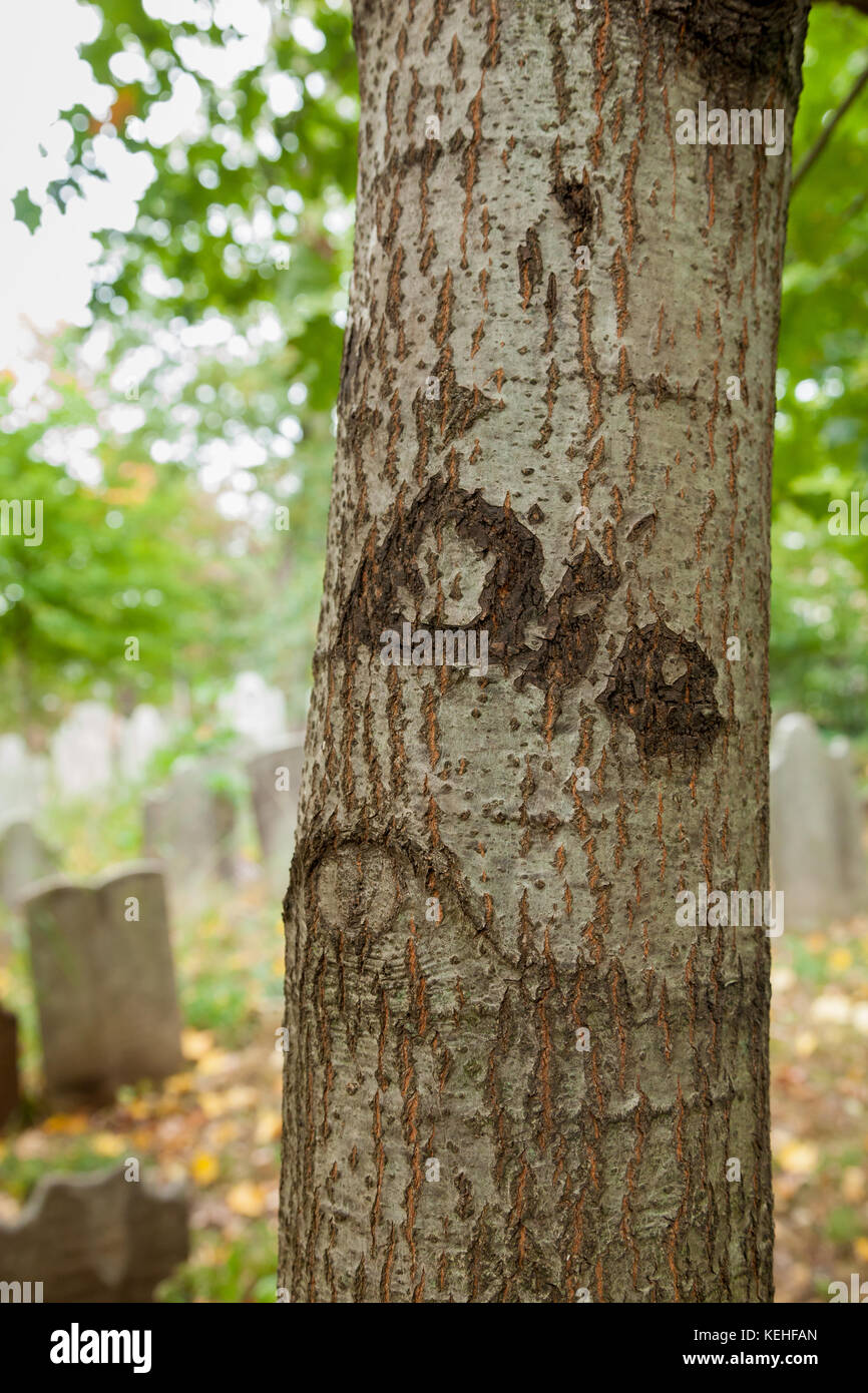 Die is carved into an old tree in a pre-Revolutionary War cemetery. You ...