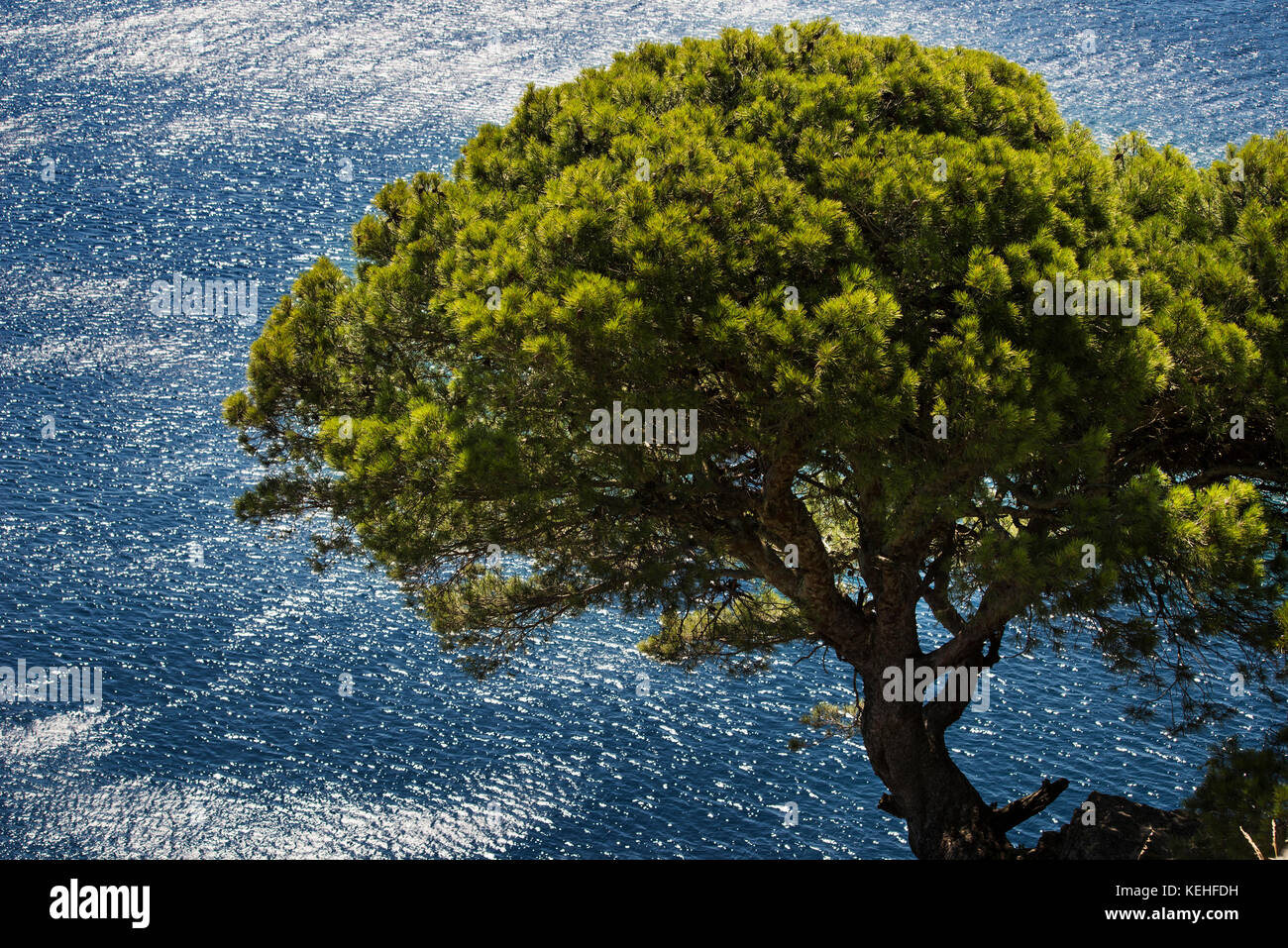 Tree overlooking water Stock Photo - Alamy