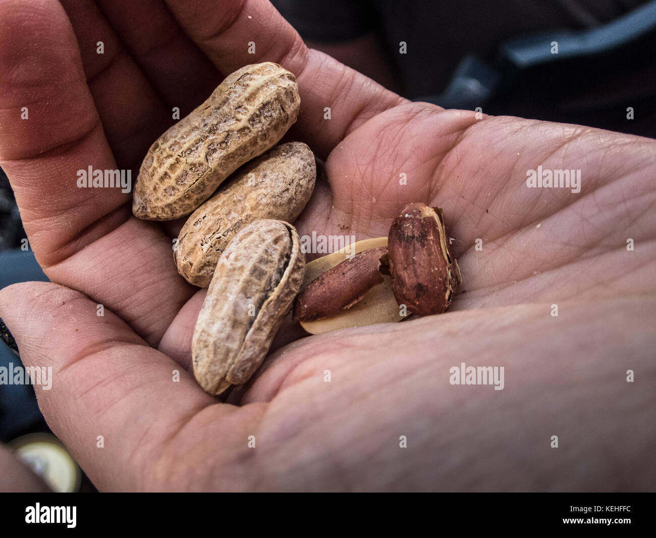 One man holding nut hi-res stock photography and images - Alamy