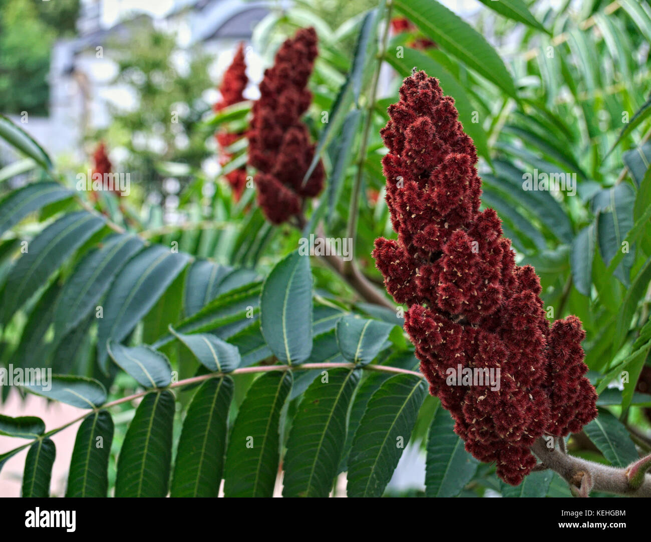 Sumac Flower High Resolution Stock Photography and Images - Alamy