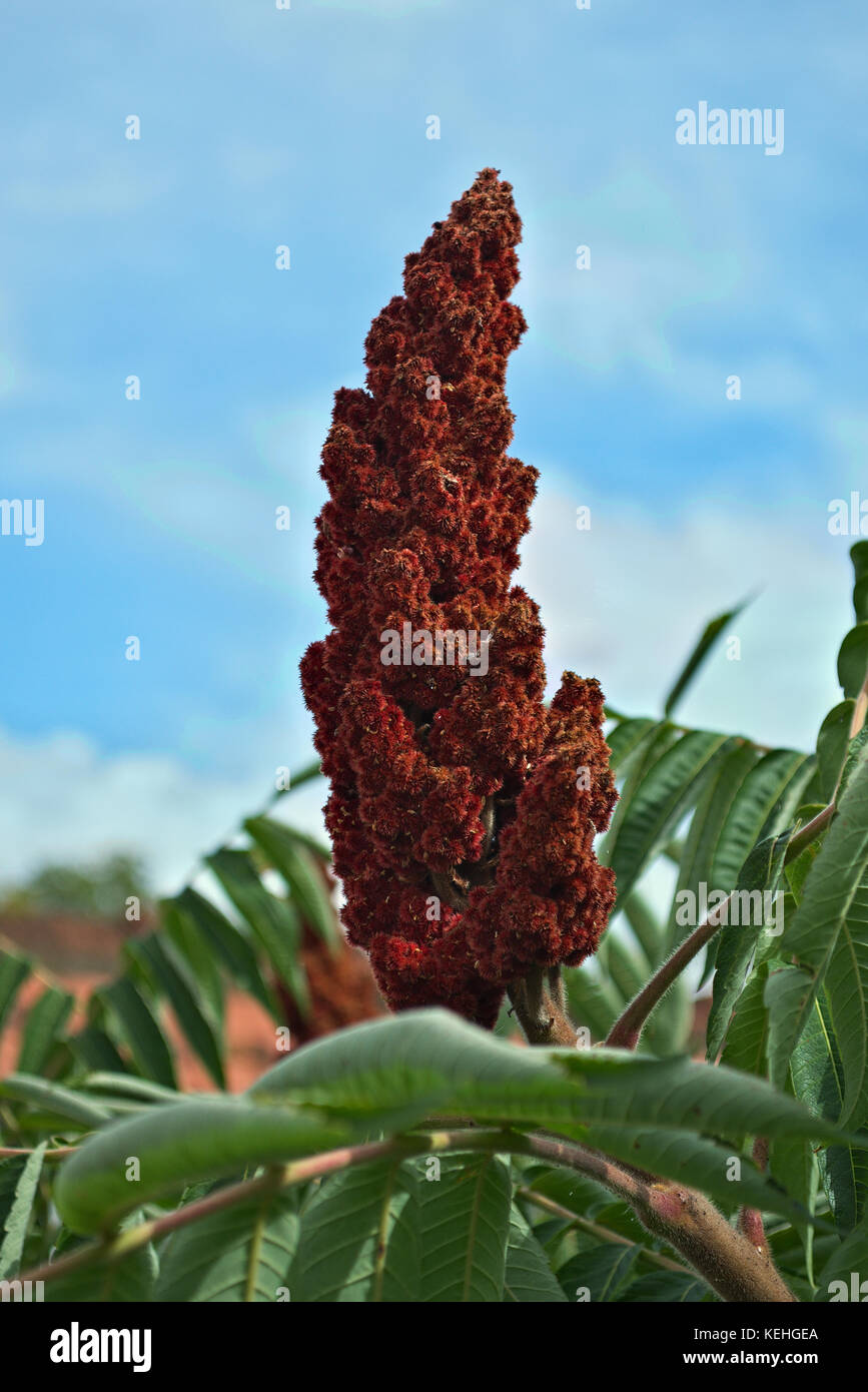 Sumac tree hi-res stock photography and images - Alamy