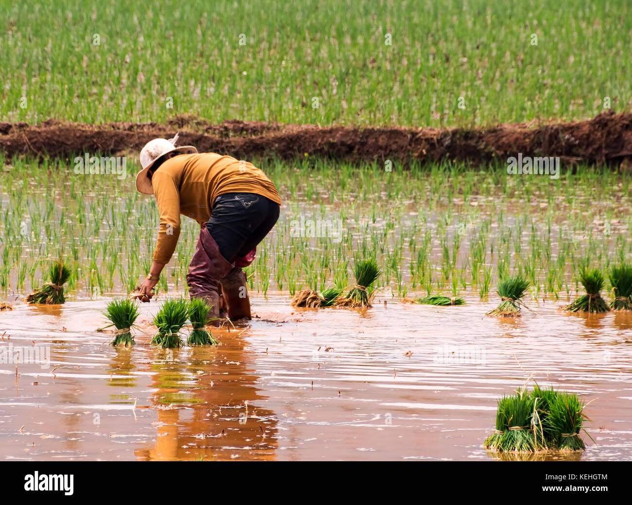 Rice Cultivation near Kunming, Yunnan Stock Photo - Alamy