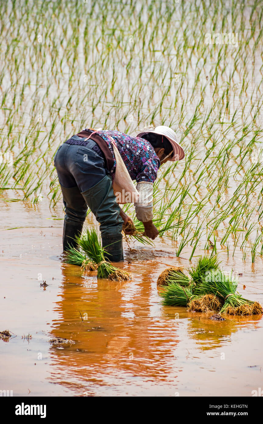 Rice Cultivation near Kunming, Yunnan Stock Photo - Alamy