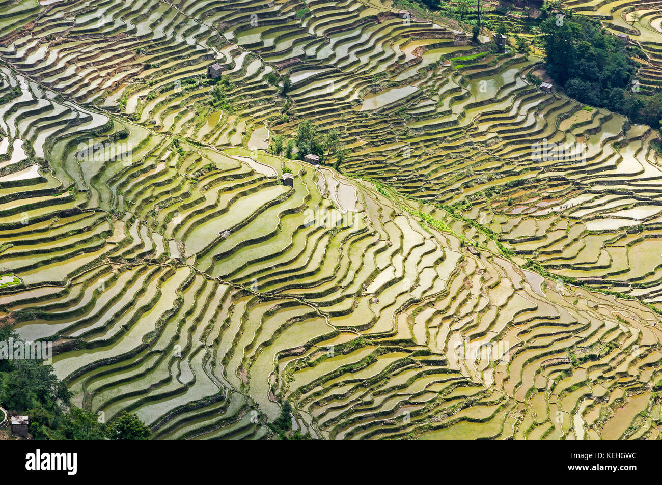 Yuanyang hi-res stock photography and images - Alamy