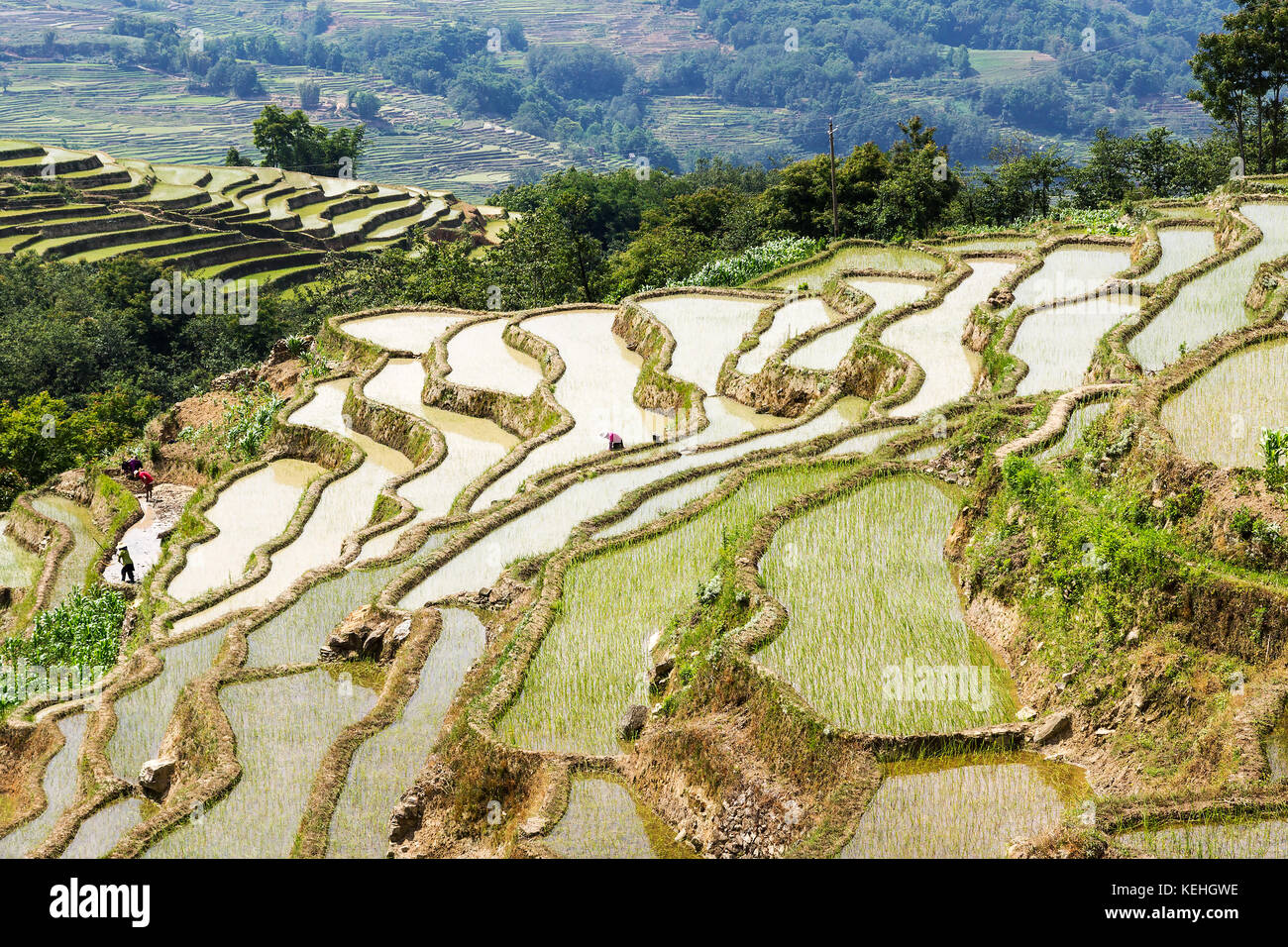 Yuanyang Rice Terraces, Yunnan - China Stock Photo - Alamy