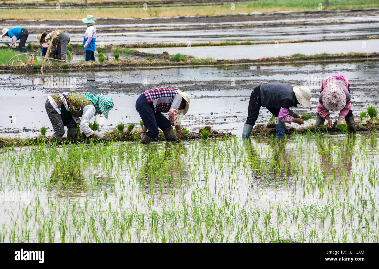 Rice Cultivation near Xizhou, Yunnan Stock Photo - Alamy