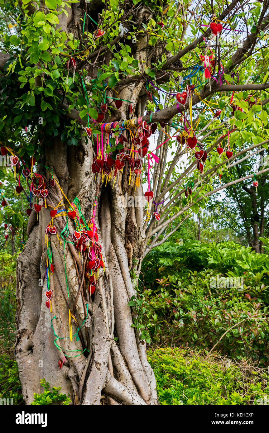 Love tree, Zhonghe, Yunnan Stock Photo - Alamy