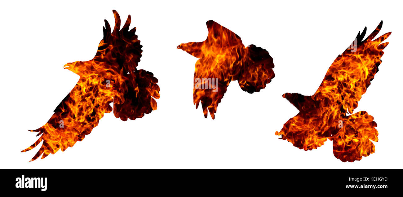 fire common raven are isolated on white Stock Photo - Alamy