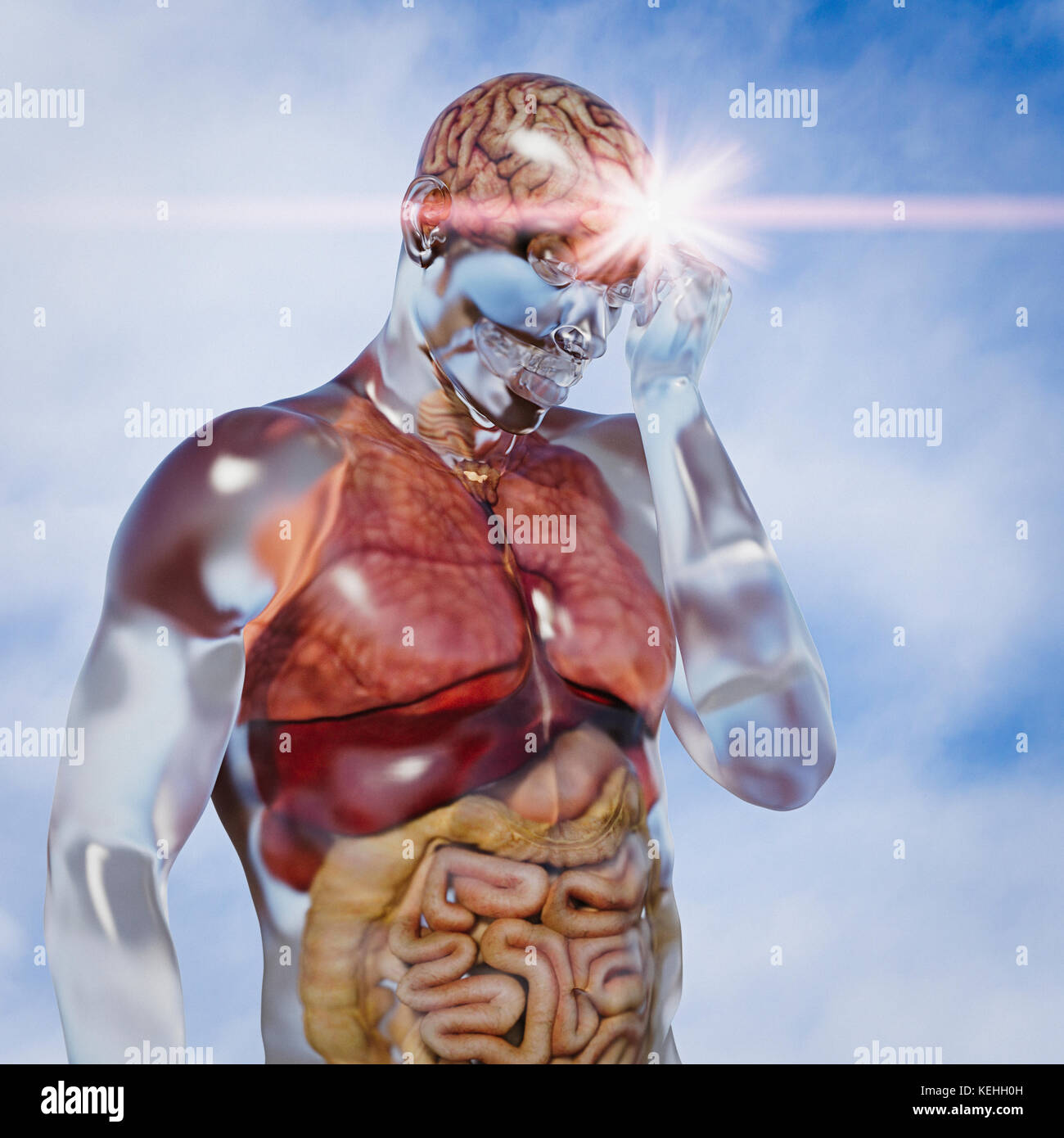 Organs in transparent man Stock Photo - Alamy