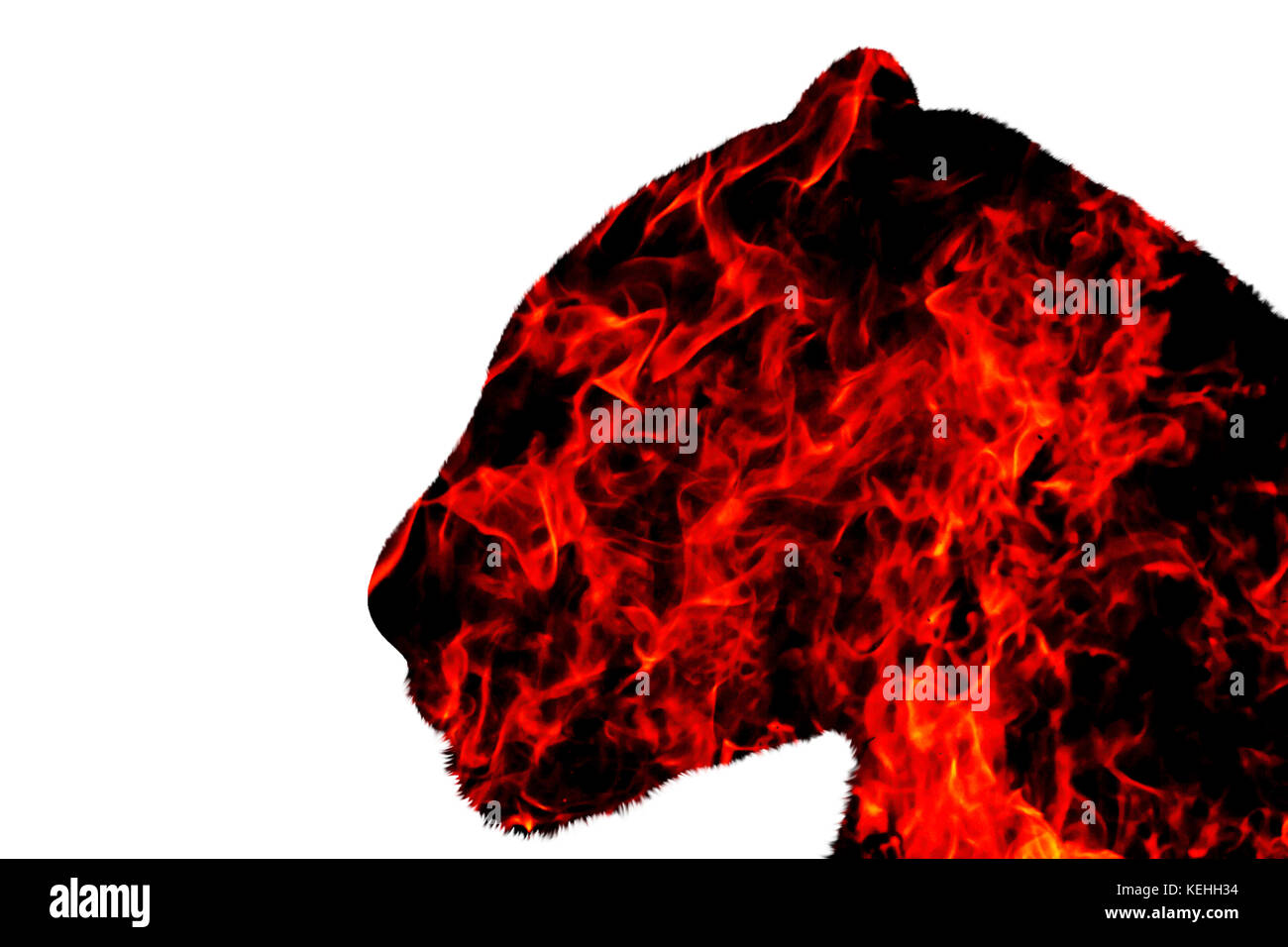 panther from the fire on a white background Stock Photo - Alamy
