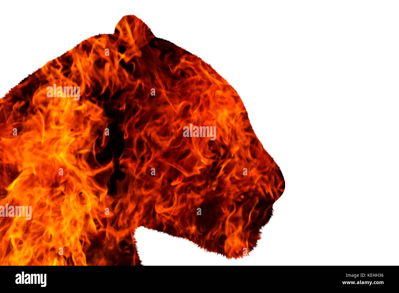 jaguar with fire on a white background Stock Photo - Alamy