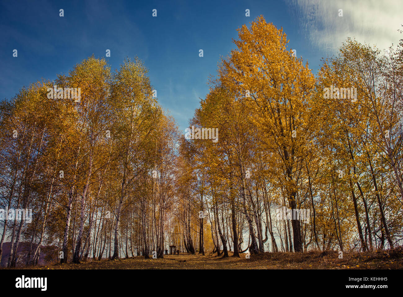 Mountain autumn landscape with yellow birch trees. Filtered image Stock ...