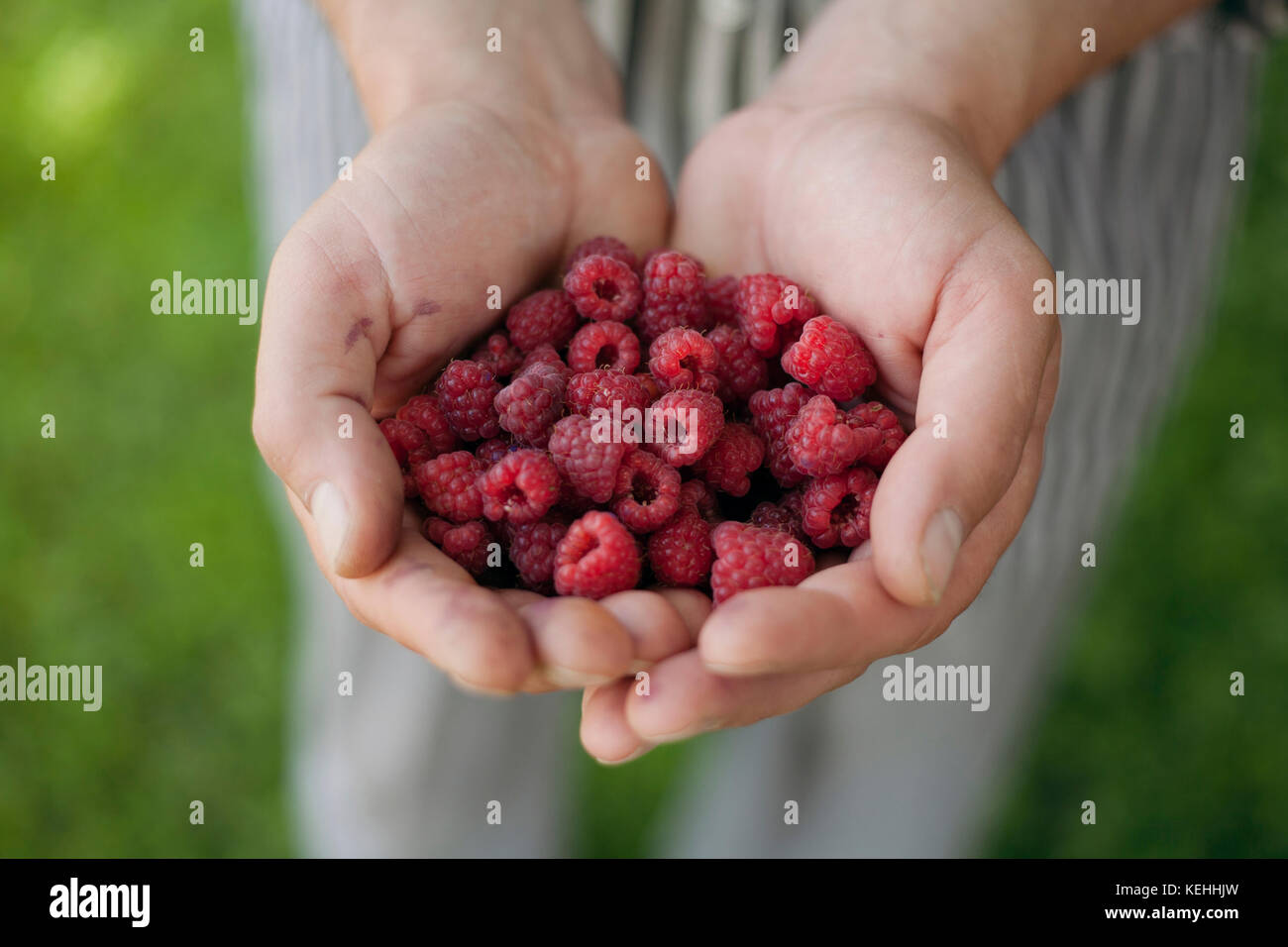 Hands holding raspberries Stock Photo - Alamy
