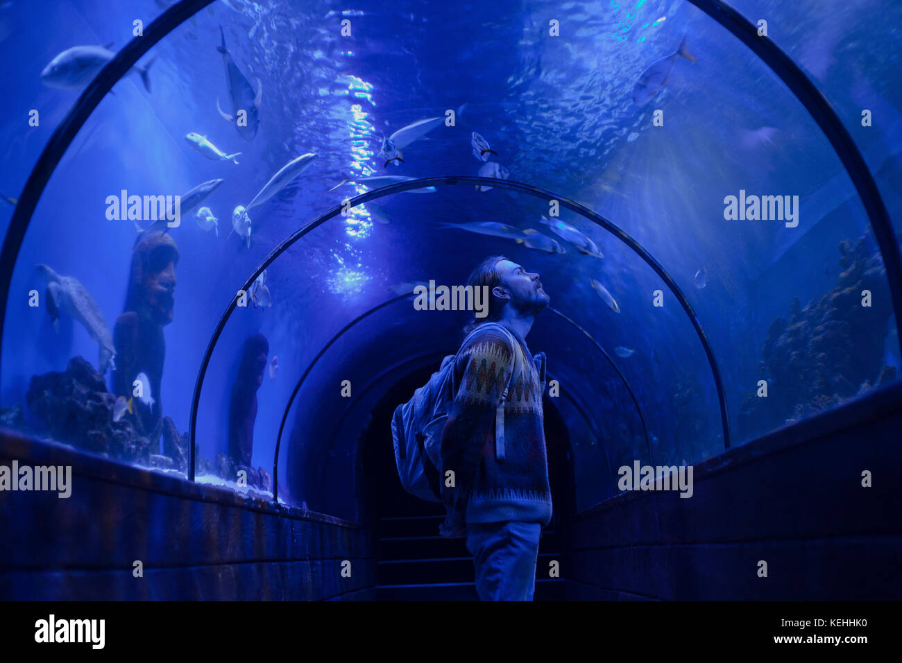 Aquarium fish swimming image hi-res stock photography and images - Alamy