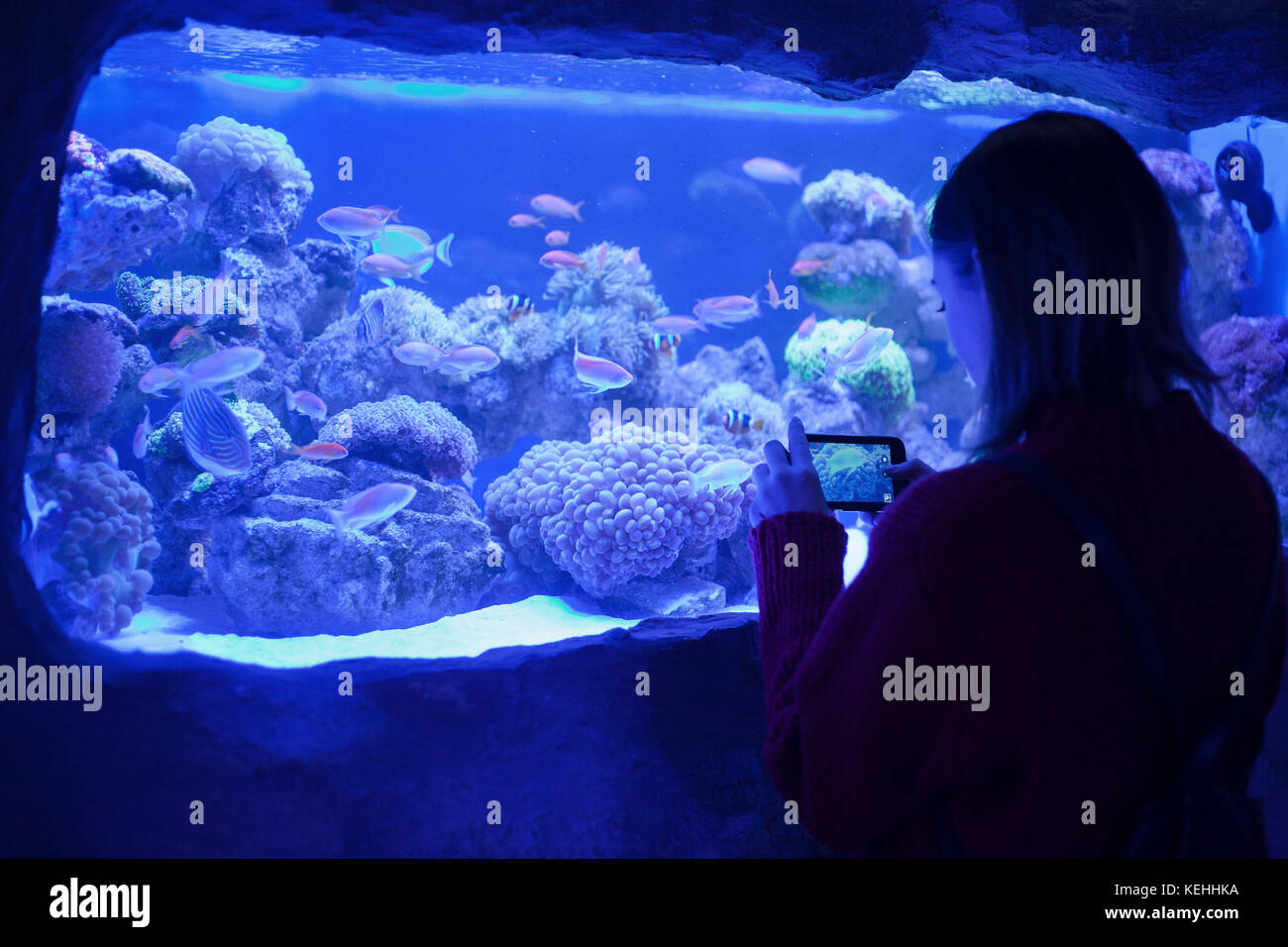 Photographing fish hi-res stock photography and images - Alamy