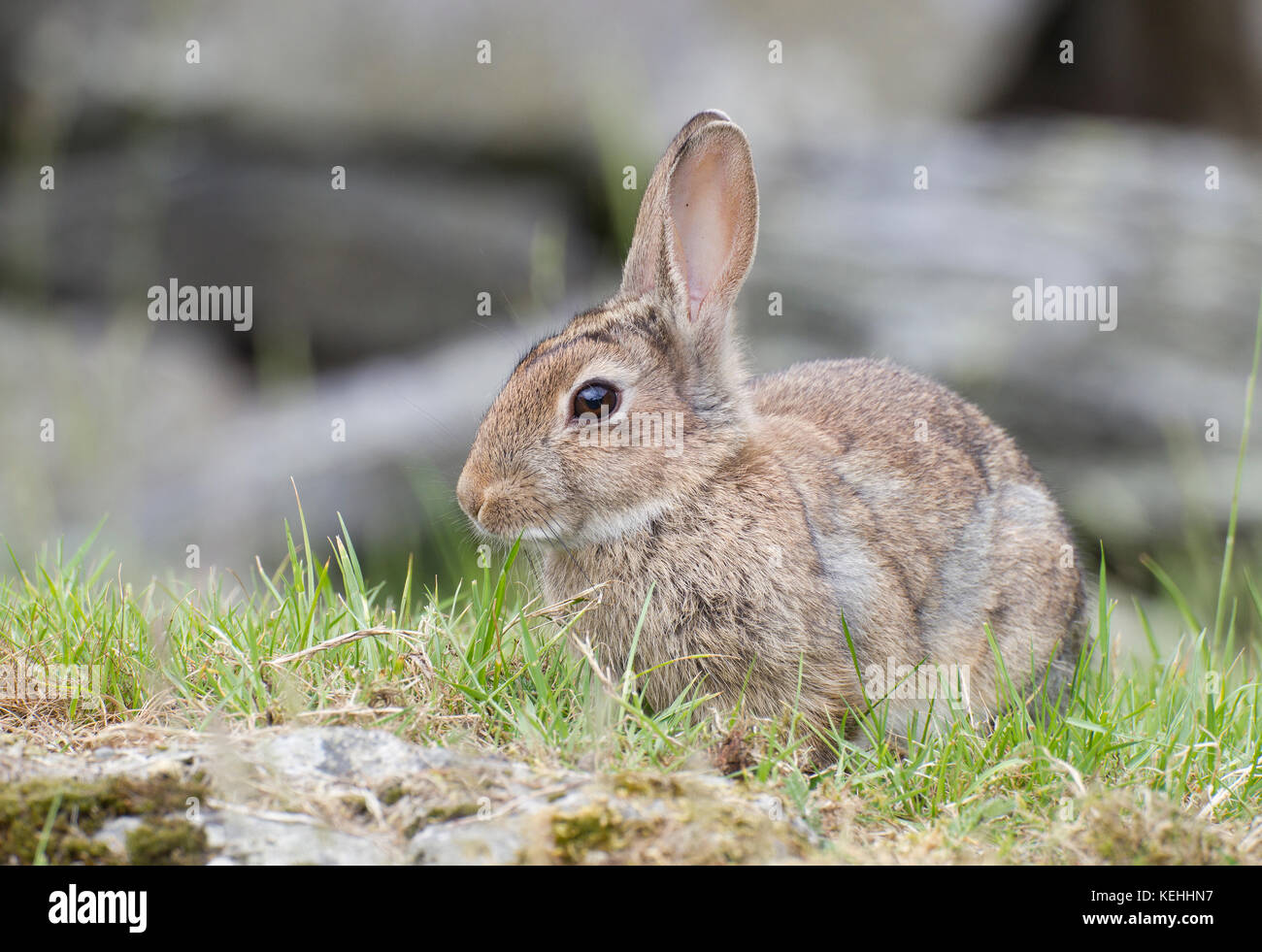 Wild rabbit, Shropshire border with Mid Wales,uk, 2017 Stock Photo - Alamy