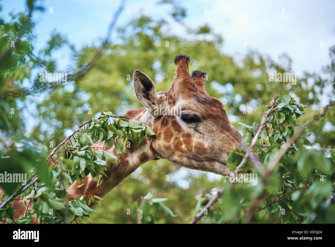 Dr. Sound Effects Giraffe Eating Leaves Videos at Nancy Hutchinson blog