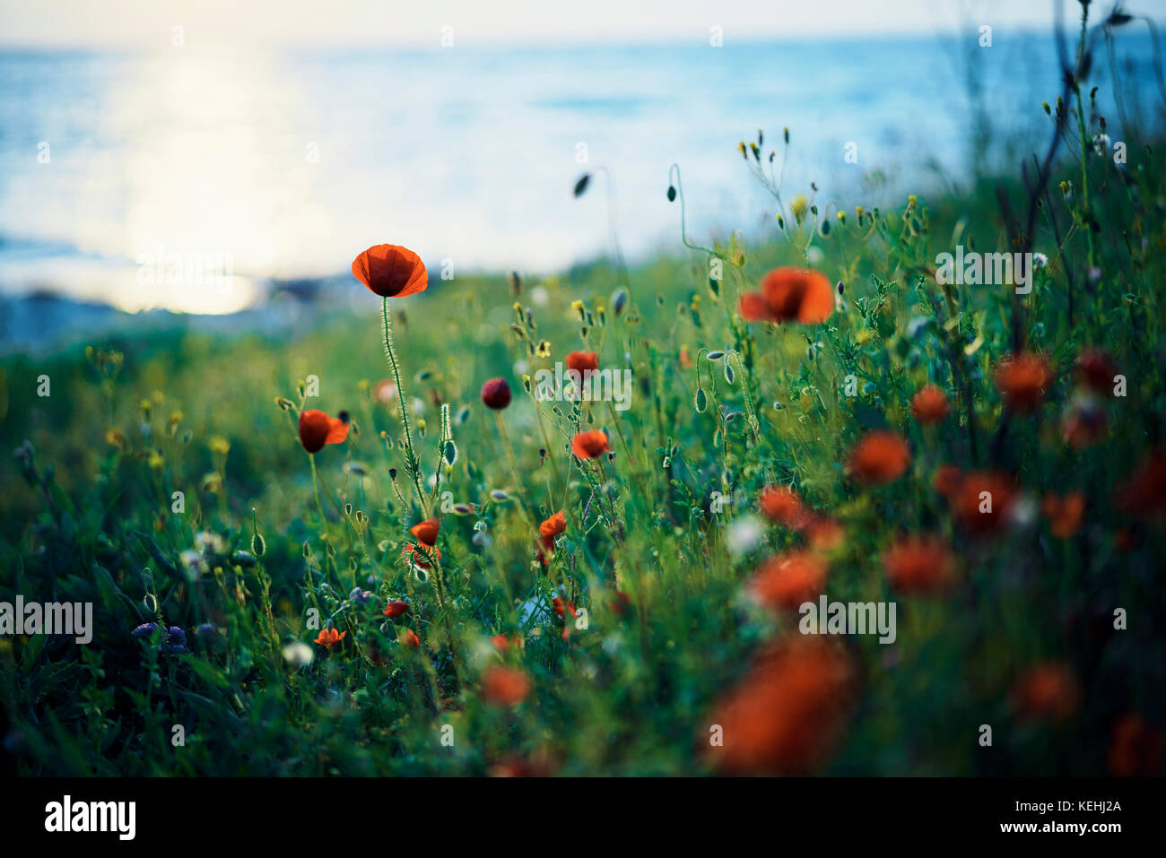 Asian poppy hi-res stock photography and images - Alamy