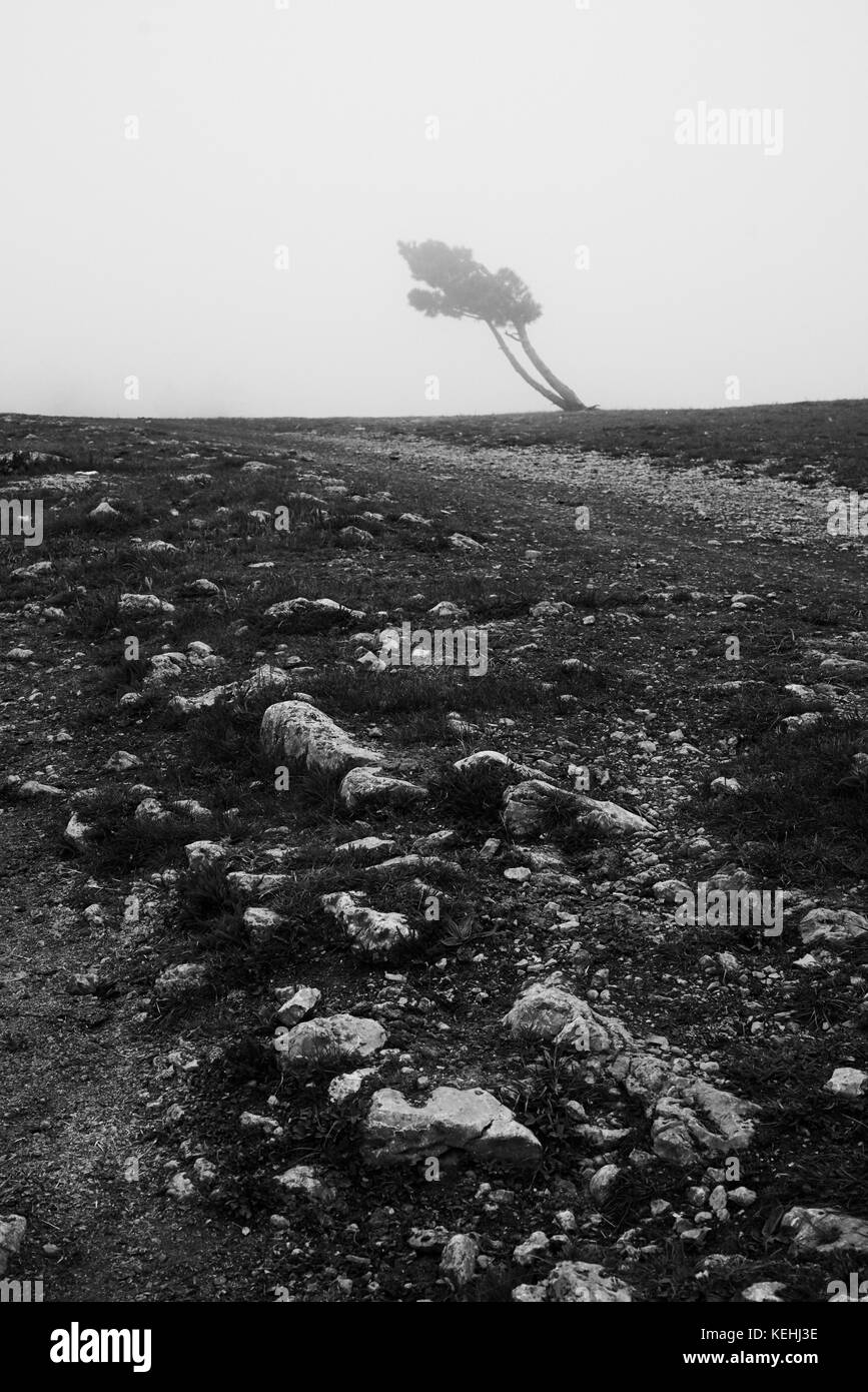 Distant tree in rocky field Stock Photo - Alamy