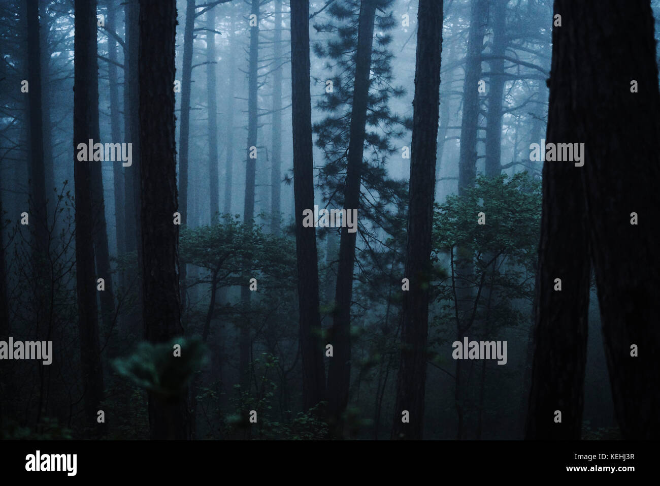 Fog in forest Stock Photo - Alamy