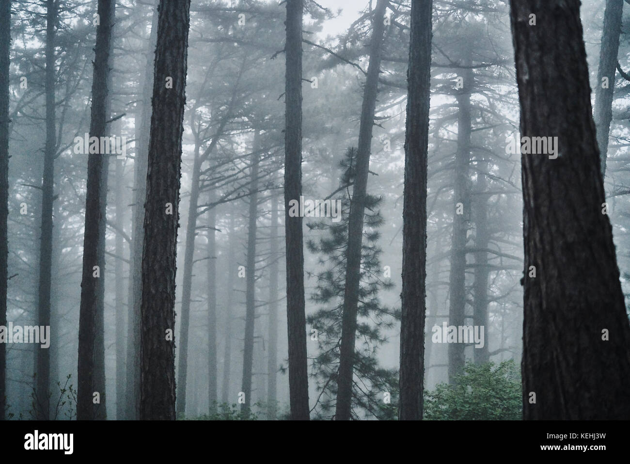 Fog in forest Stock Photo - Alamy