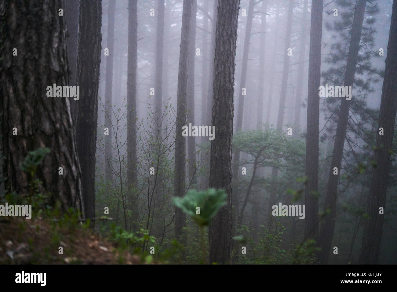 Fog in forest Stock Photo - Alamy