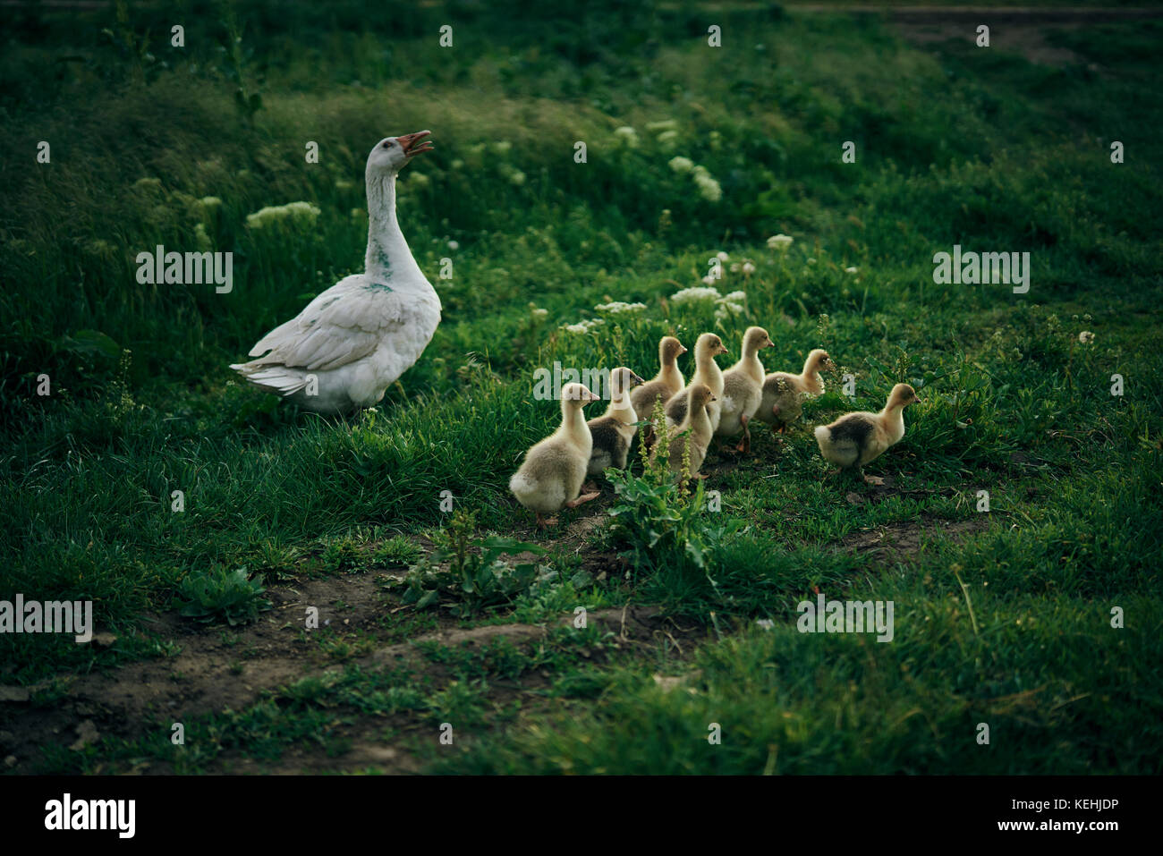 Duck watching ducklings walk in grass Stock Photo - Alamy