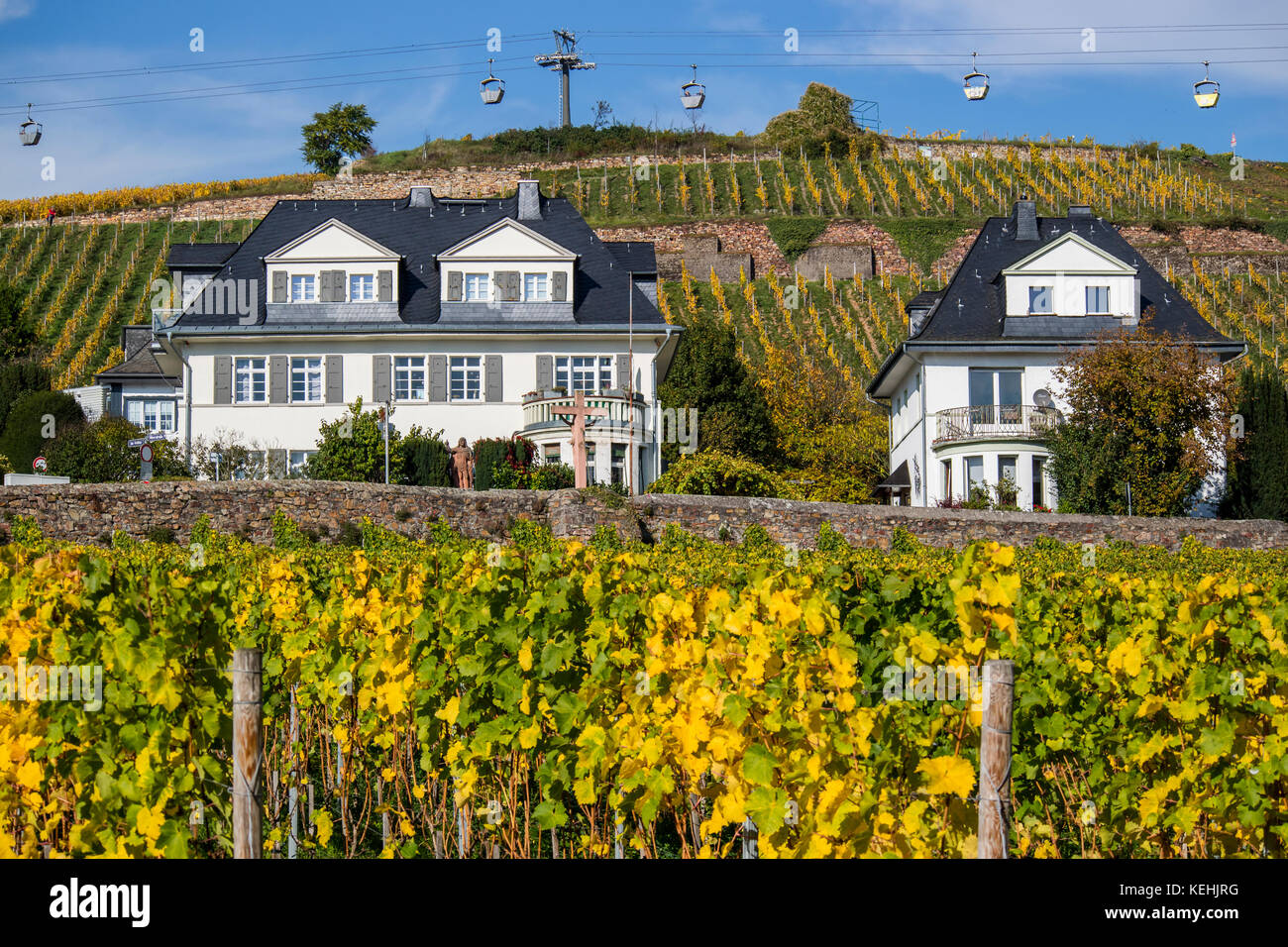 autumnal vineyards in Rüdesheim am Rhein, wine making town in Germany ...